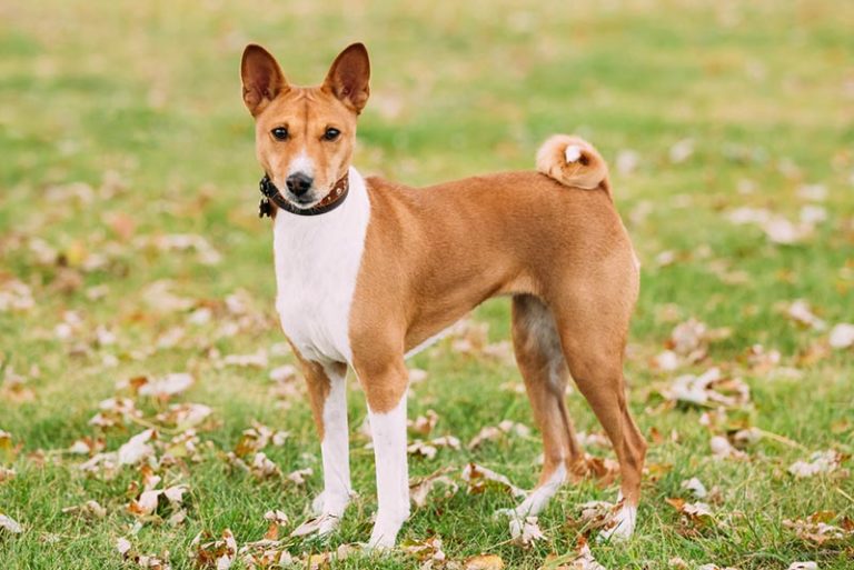 10 Beautiful Off-Leash Dog Parks in Los Angeles, CA (2026 Updated ...