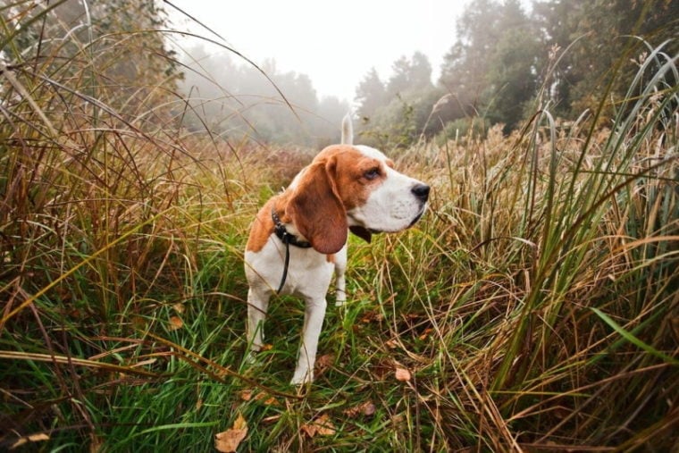 How to Train a Beagle to Hunt – 6 Effective Tips | Hepper Pet Resources