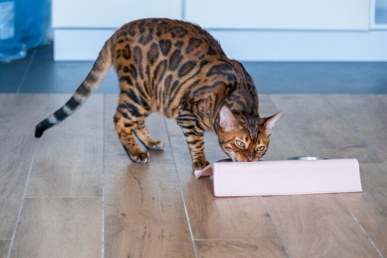 How to Keep Your Cat's Teeth Clean: 8 Vet Approved Tips | Hepper Pet ...