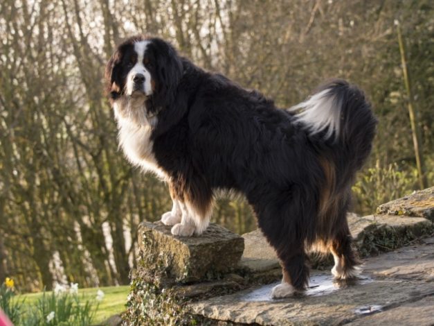17 Pros & Cons Of Owning A Bernese Mountain Dog | Hepper Pet Resources