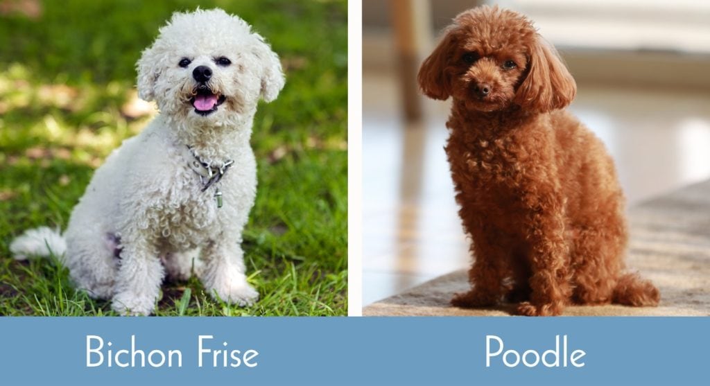 Bichon Frise vs. Poodle: The Key Differences (With Pictures) | Hepper ...