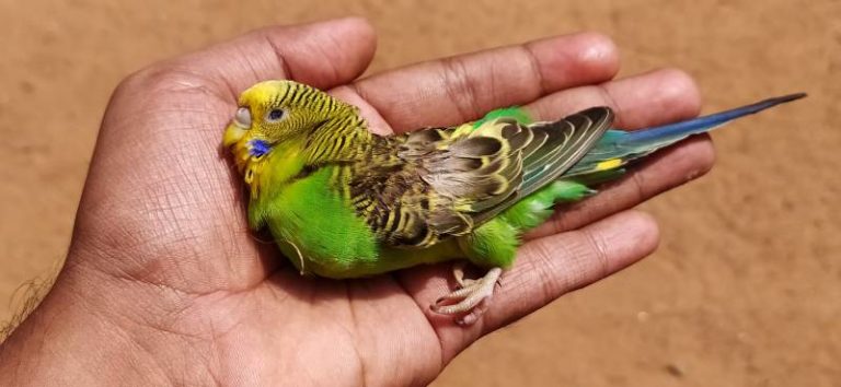 How to Do CPR on a Bird: Step-by-Step Guide | Hepper Pet Resources
