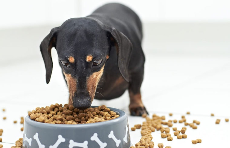Why Do Dog Farts Smell So Bad? 7 Vet Reviewed Reasons Explained ...