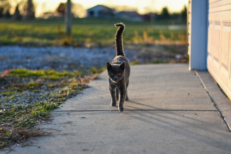 Cat Tail Language: Vet-Approved Guide to What Your Cat Is Telling You ...