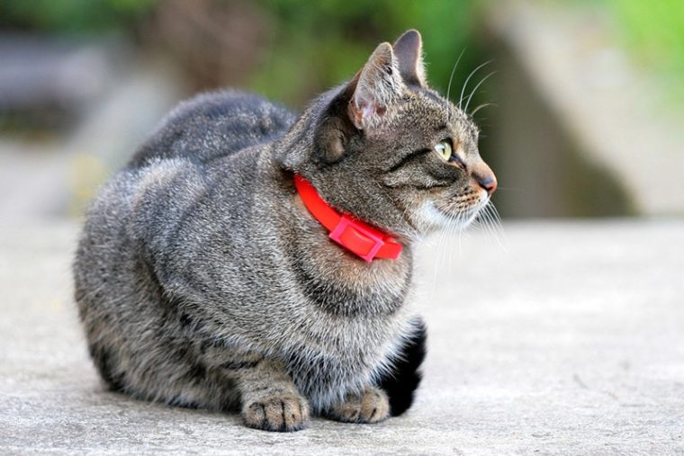 What Is a Breakaway Collar & When Does My Cat Need One? Facts & FAQ ...