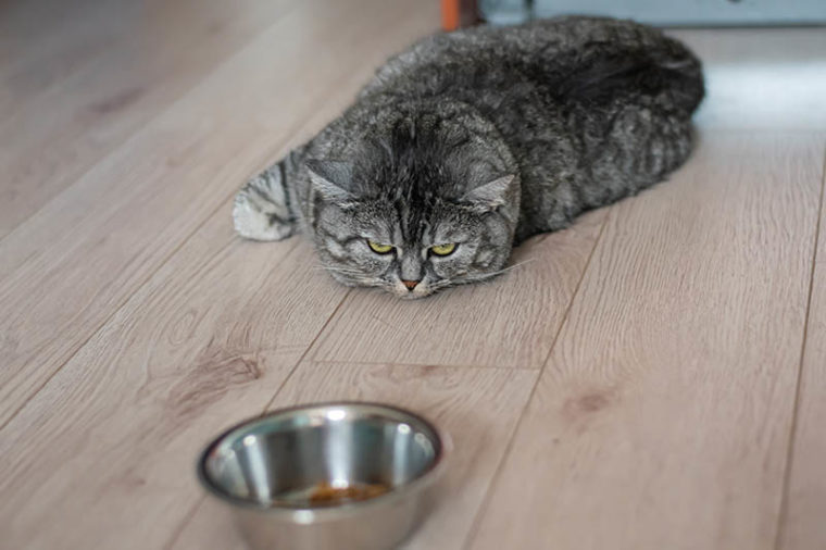 Why Did My Cat Suddenly Stop Eating? 7 Vet-Reviewed Reasons | Hepper ...