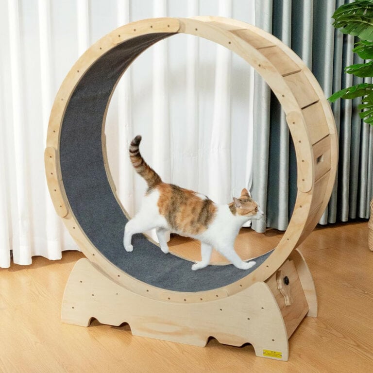 7 Best Cat Exercise Wheels in Canada - 2026 Reviews & Top Picks ...