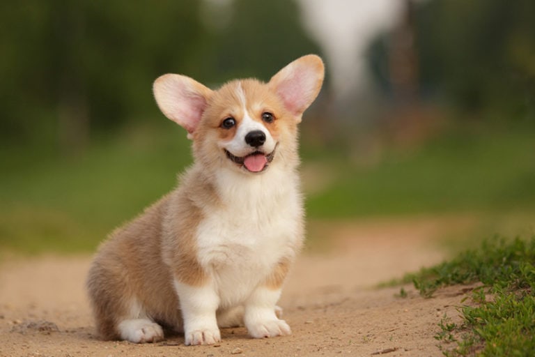 How Long Do Corgis Live? Average Lifespan, Data & Care | Hepper Pet ...