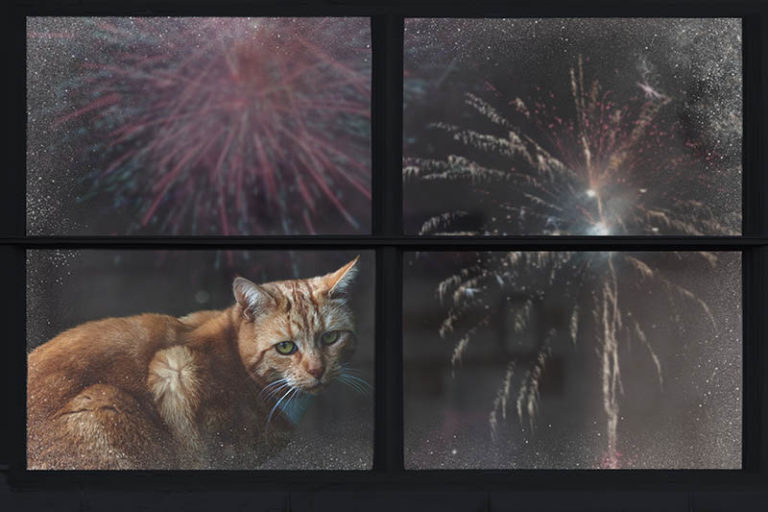 Is Loud Music Bad for Cats? Vet-Approved Facts & Care Guide | Hepper ...