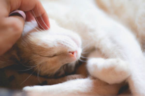 Why Does My Cat Only Sleep With Me? 5 Vet-Reviewed Reasons | Hepper Pet ...