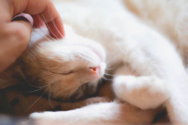 How to Do CPR on Cats: Vet-Approved Step-by-Step Guide | Hepper Pet ...