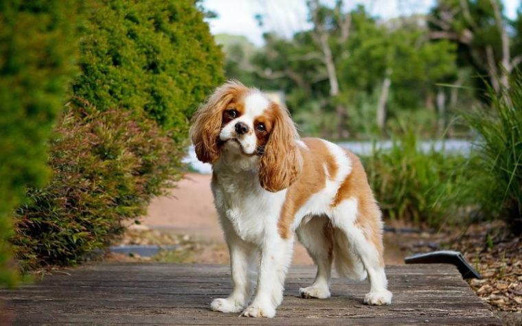 The 20 Best Therapy Dog Breeds (With Info & Pictures) | Hepper Pet ...
