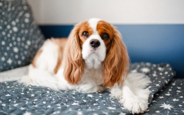 10 Common Cavalier King Charles Spaniel Health Issues to Look For ...