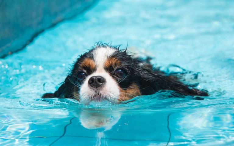 Cava-Corgi (Pembroke Welsh Corgi & Cavalier King Charles Spaniel Mix ...