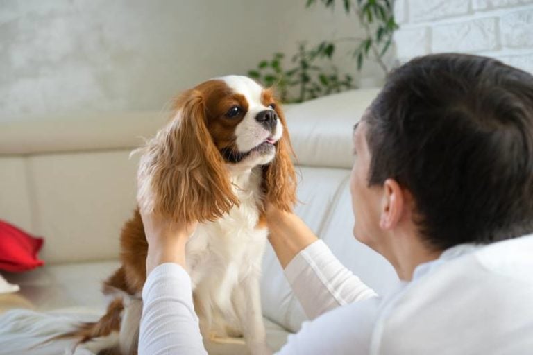 How Long Do Cavalier King Charles Spaniels Live? Average Life Span ...