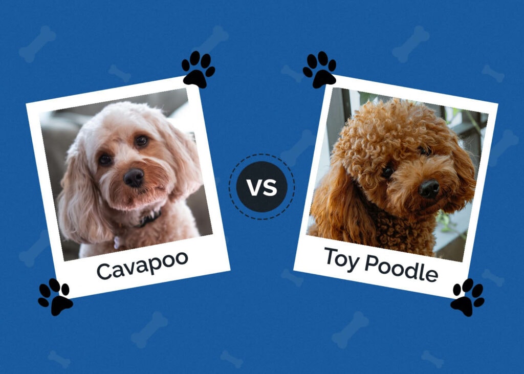 Cavapoo vs. Toy Poodle: Which One Should I Choose? | Hepper Pet Resources