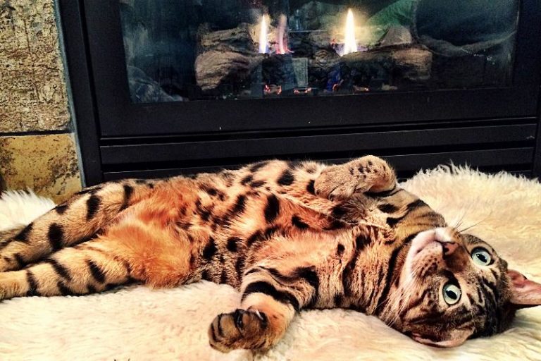 Cheetoh Cat: Facts, Care & More (With Pictures) | Hepper Pet Resources