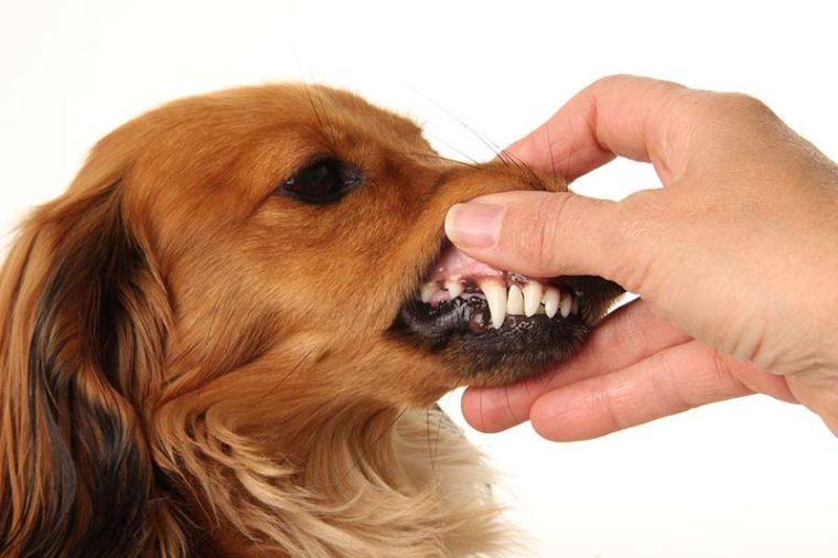 Healthy vs Unhealthy Dog Gums: Vet-Reviewed Signs & Pictures | Hepper ...