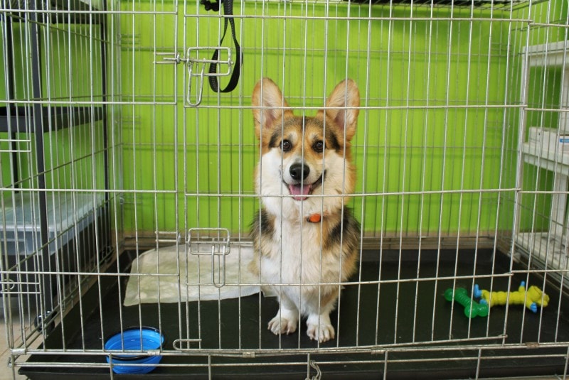 How to Crate Train a Corgi: 6 Easy & Practical Tips | Hepper Pet Resources