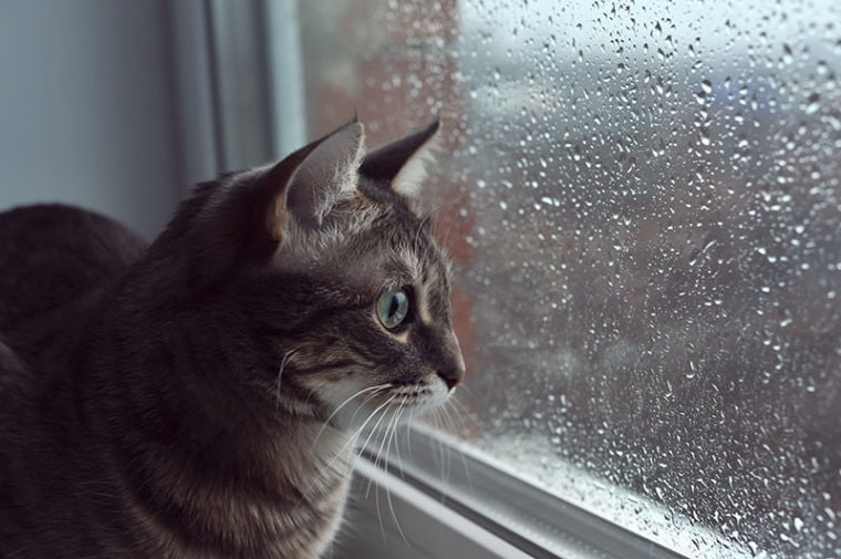 How to Calm a Cat During a Storm: 10 Vet-Approved Tips | Hepper Pet ...