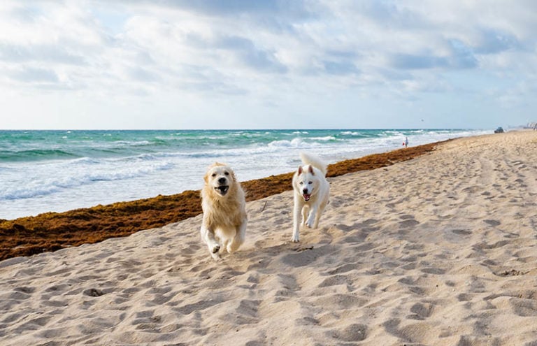 6 Amazing Dog-Friendly Beaches in the Florida Keys 2026: Off-Leash & On ...