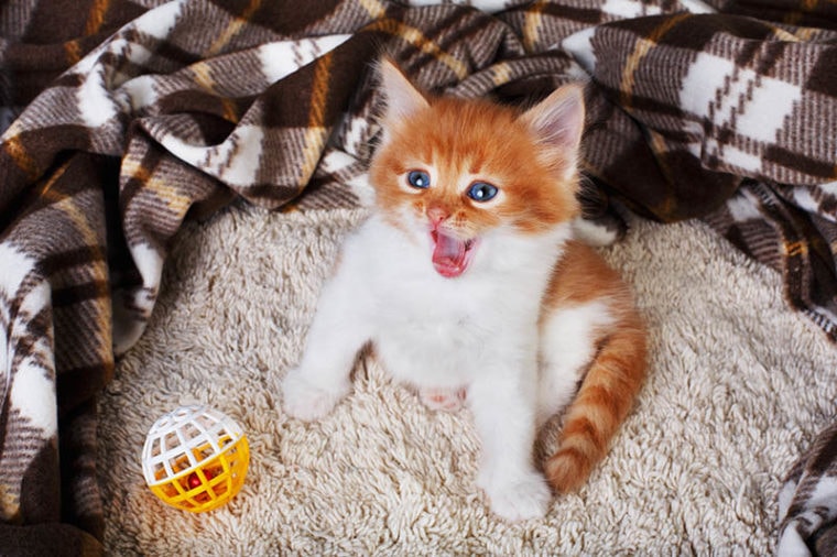 Why Is My Kitten So Aggressive? 9 Reasons & How to Prevent It | Hepper ...