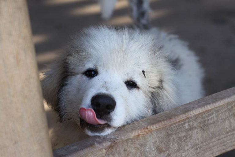12 Great Pyrenees Mixes: Info, Pictures, Facts & History | Hepper Pet ...
