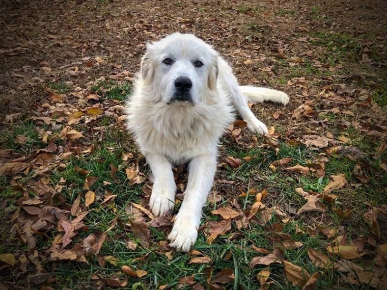 350+ Wonderful Names for Great Pyrenees: Ideas for Mountaineer Dogs ...