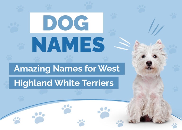 220 Amazing Names for West Highland White Terriers: Ideas for Spunky ...