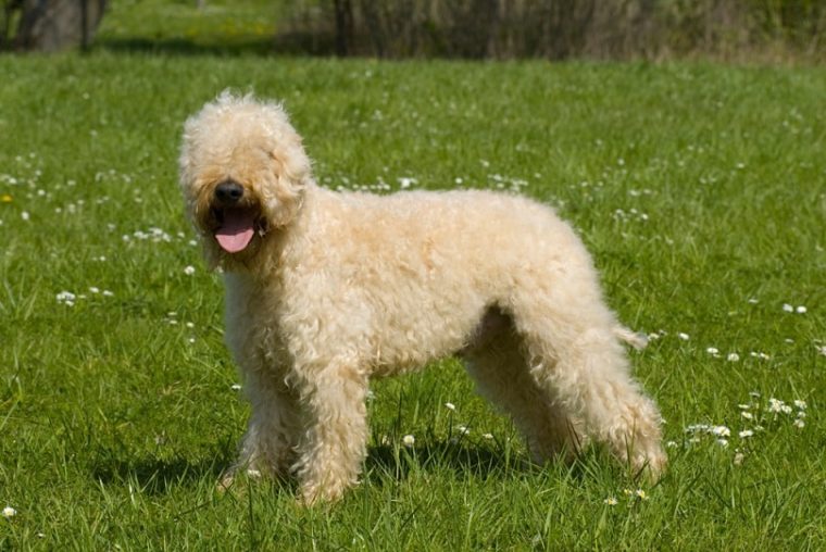 9 Native Irish Dog Breeds (With Info & Pictures) | Hepper Pet Resources