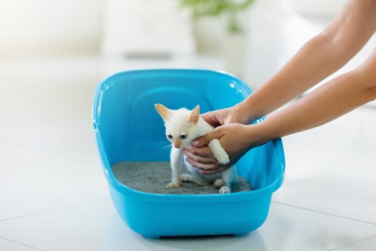 How To Take Care of a Newborn Kitten: 7 Vet-Approved Care Tips | Hepper ...
