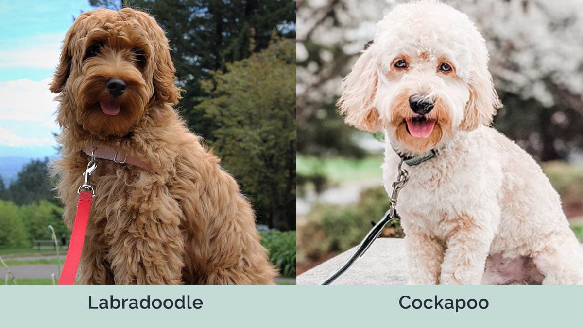 Labradoodle vs. Cockapoo: The Key Differences (With Pictures) | Hepper ...