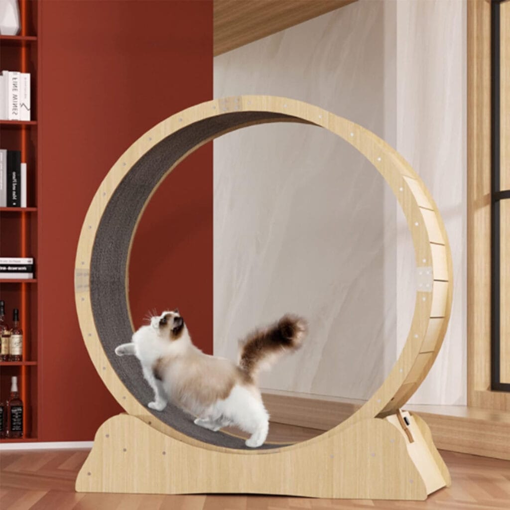 7 Best Cat Exercise Wheels in Canada - 2026 Reviews & Top Picks ...