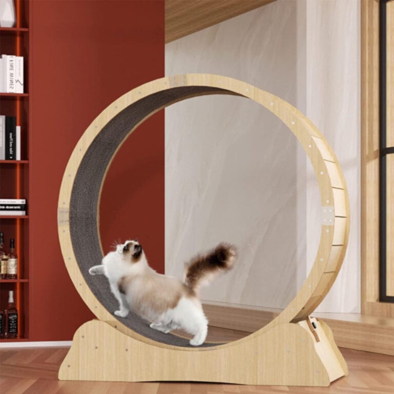 7 Best Cat Exercise Wheels in Canada - 2026 Reviews & Top Picks ...