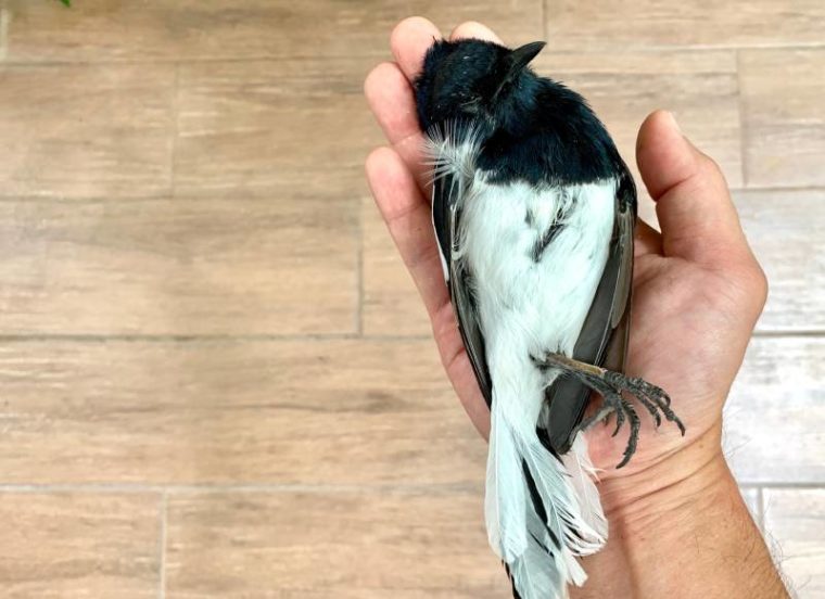 How to Do CPR on a Bird: Step-by-Step Guide | Hepper Pet Resources