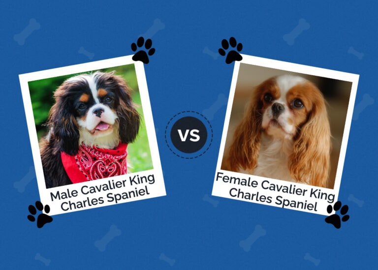 Cavalier King Charles Spaniel vs Cocker Spaniel: The Key Differences ...