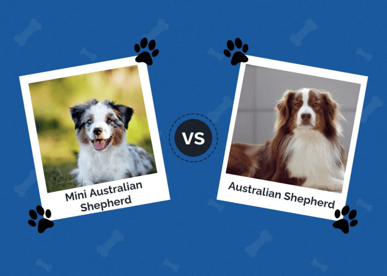 Miniature Australian Shepherd vs Australian Shepherd: The Differences ...