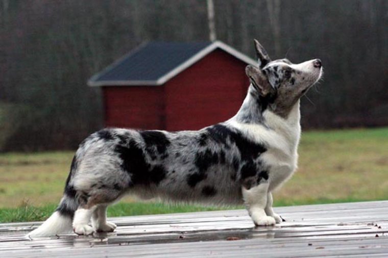 Blue Merle Corgi: Facts, History, Recognition & Pictures | Hepper Pet ...