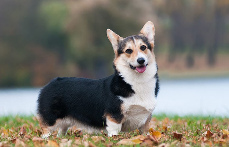 9 Corgi Colors & Markings (With Pictures) | Hepper Pet Resources
