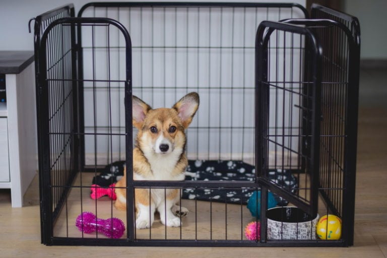 How to Train a Corgi: 15 Vet-Approved Tips | Hepper Pet Resources