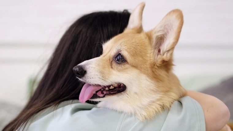 The 20 Best Therapy Dog Breeds (With Info & Pictures) | Hepper Pet ...