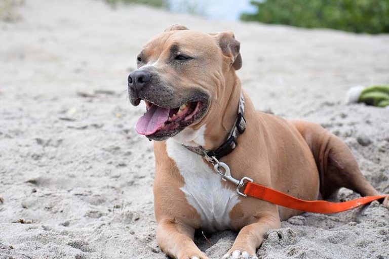 10 Pitbull Pros & Cons: What to Know Before Adopting | Hepper Pet Resources