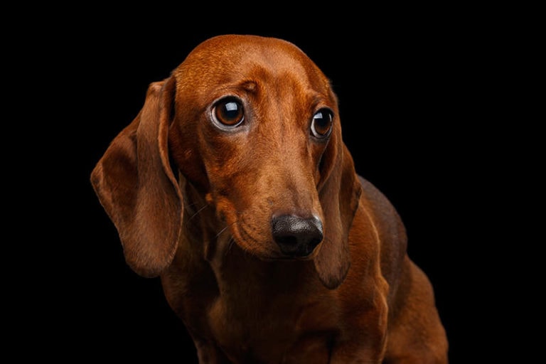 How Many Dogs Are There in the UK? 20 Surprising Statistics: 2026 ...