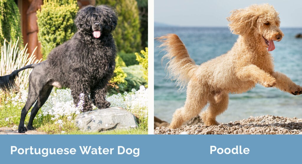 Portuguese Water Dog vs Poodle: The Differences (With Pictures ...