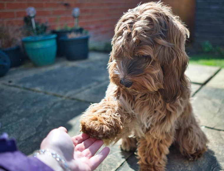 14 Reasons Why Your Dog Puts Their Paw On You: Advice & FAQ | Hepper ...