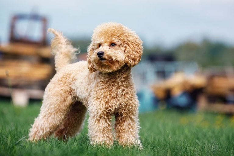 Are Poodles Aggressive? Vet-Reviewed Facts & Tips | Hepper Pet Resources