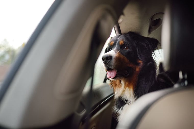 Does Lyft Allow Dogs in 2026? Pet Policy & Travel Tips | Hepper Pet Resources