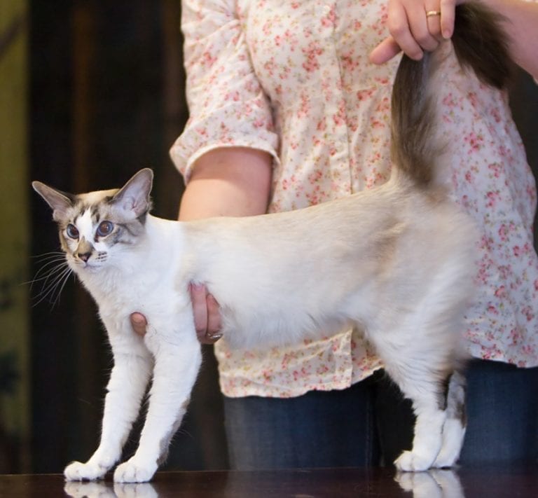 10 Interesting Types of Bicolor Cat Breeds (With Info & Pictures ...