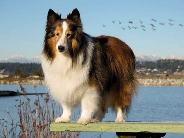 Is Miramar Beach Dog Friendly? Plus 6 Great Alternatives | Hepper Pet ...