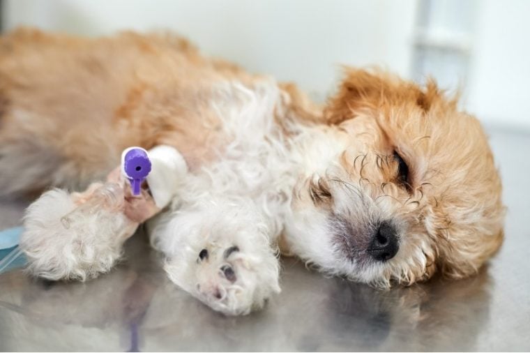 Fading Puppy Syndrome: Causes & Signs (Vet Answer) | Hepper Pet Resources